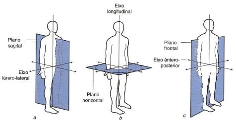 Explorando a Anatomia: Plano Frontal em Dimensões Macro e Micro
